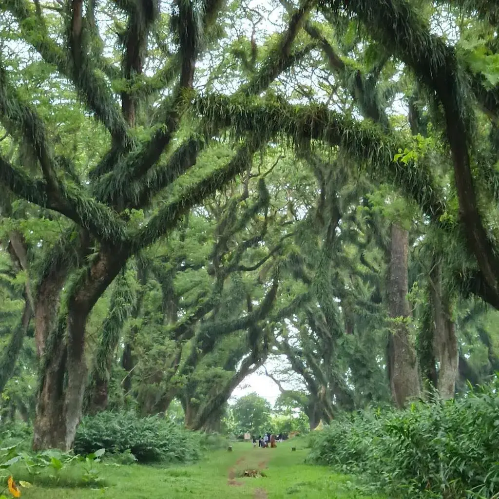 Exploring De Djawatan Forest Banyuwangi: Where Mystery and Beauty Meet ...